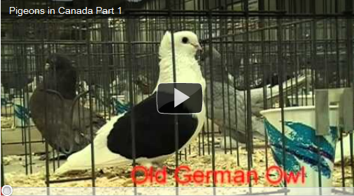 Pigeon Basics | The Vancouver Poultry & Fancy Pigeon Association